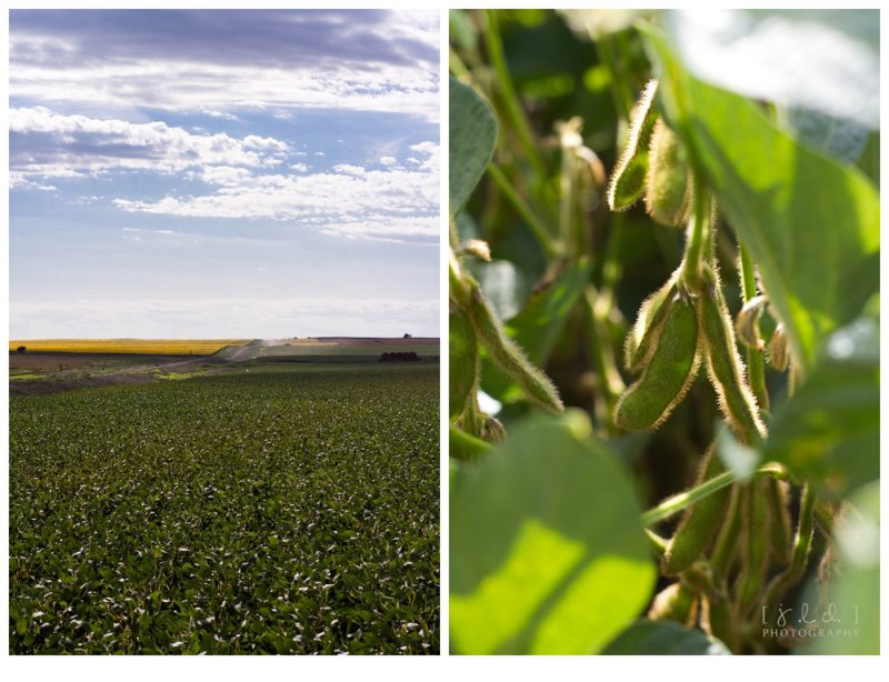 North Dakota Soybeans: From Field to Harvest – Prairie Californian