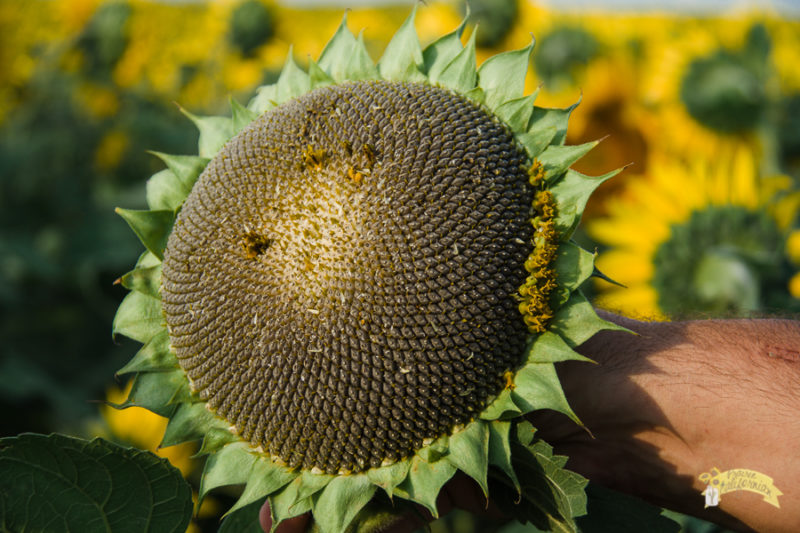 Sunflower Questions Answered – Part 2 – Prairie Californian