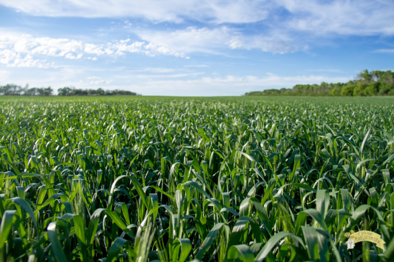 Wheat Growth Stages – Prairie Californian