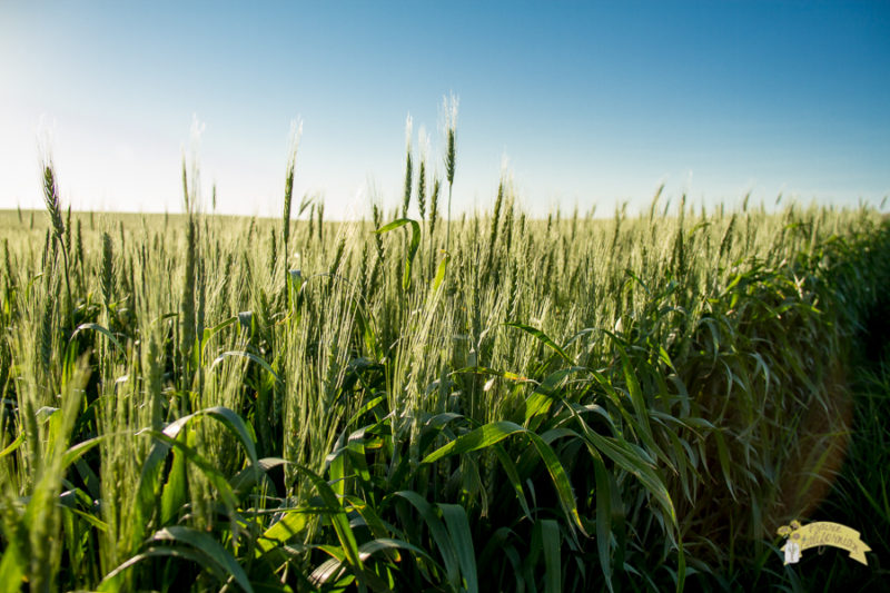Wheat Growth Stages – Prairie Californian