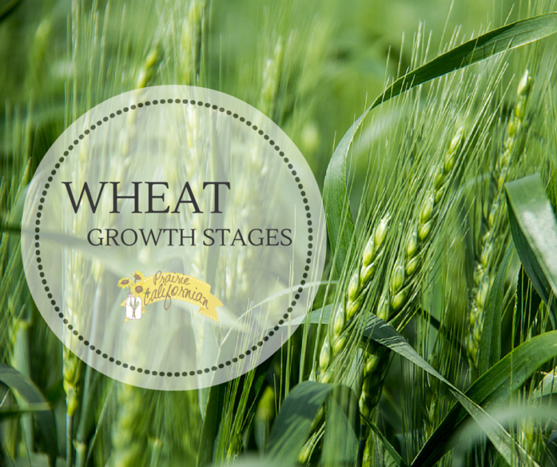 Wheat Growth Stages Wheat Growth Stages