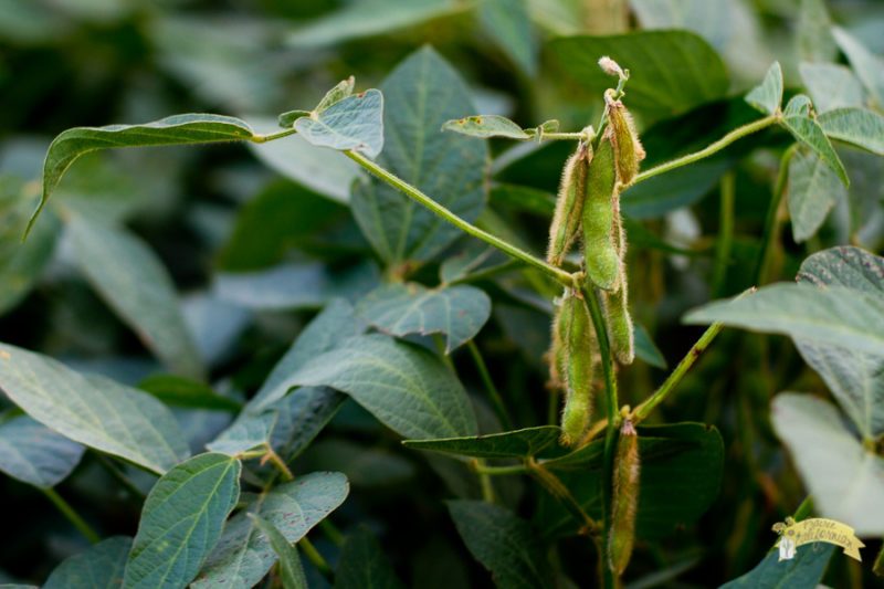 Soybean Growth Stages – Prairie Californian