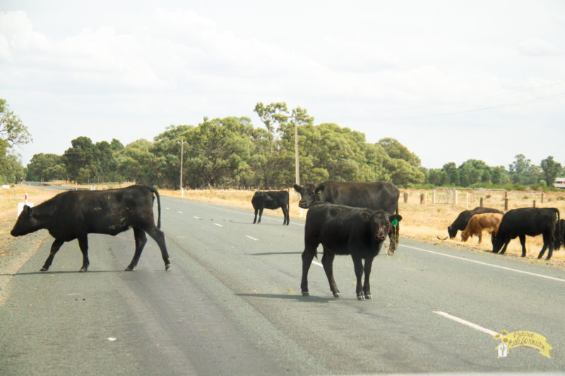 Inland & Farming-53 – Prairie Californian
